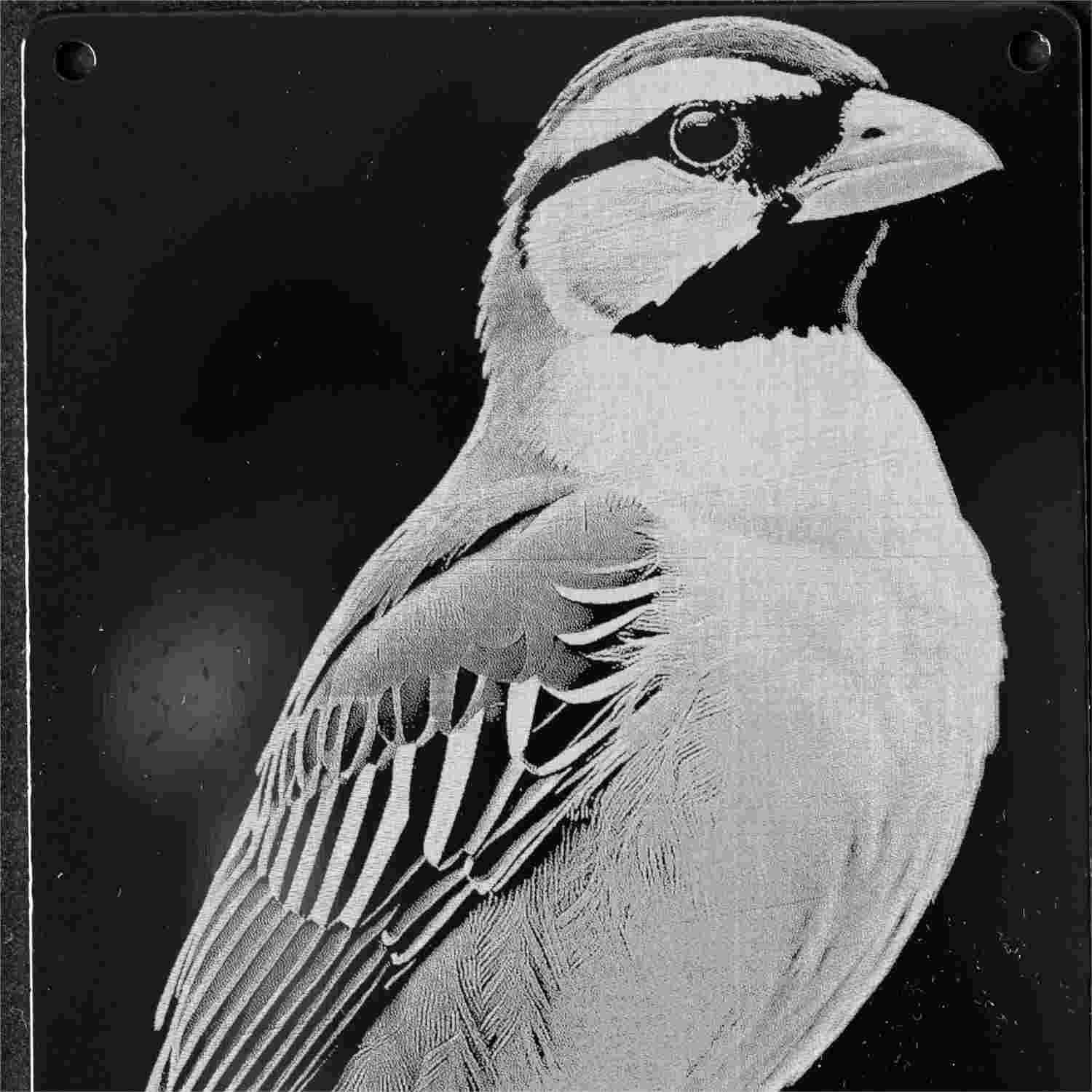 NEJE laser engraver ideas—Bird Black Aluminum Engraving - NEJE.IDEAS